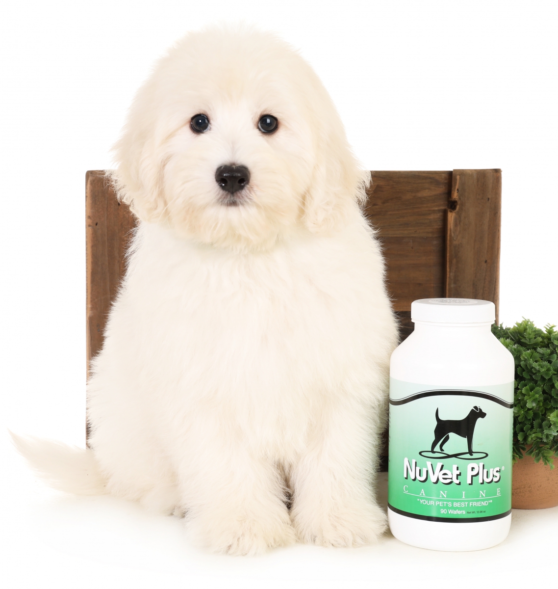 Puppy Care | Teddybear Schnoodles