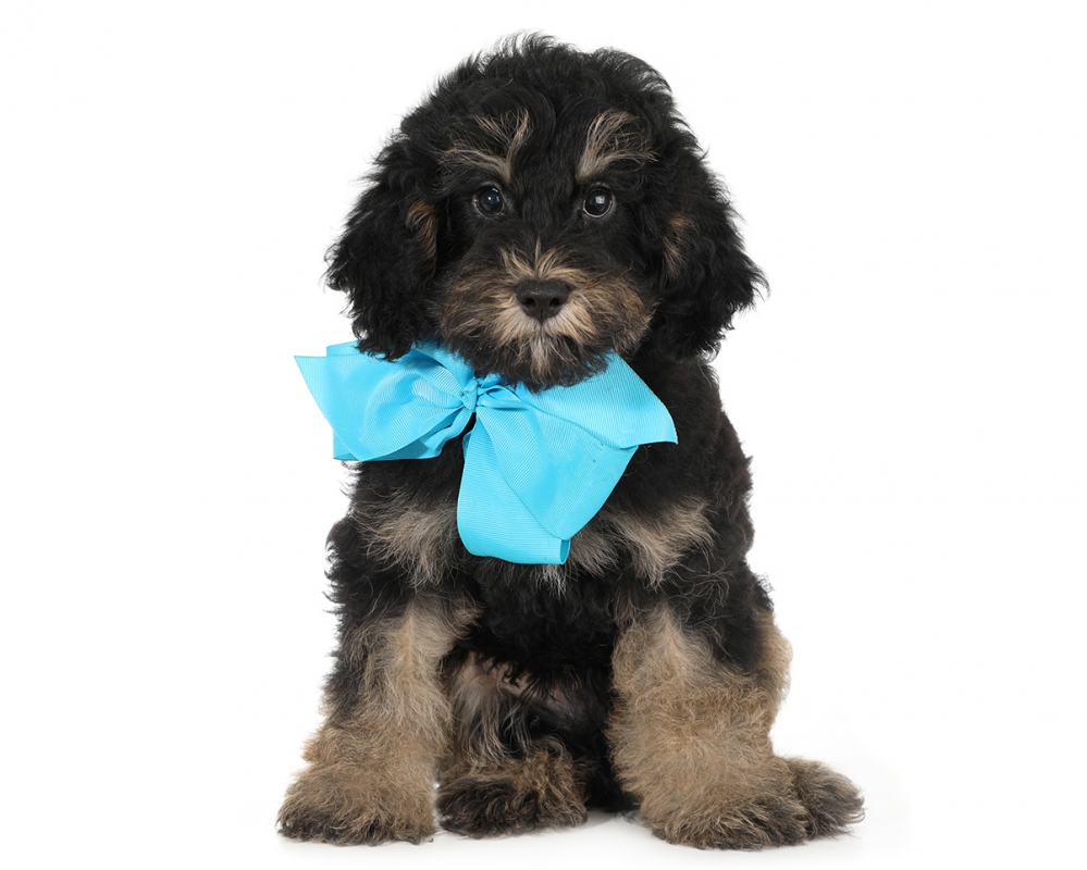 Available Puppies | Teddybear Schnoodles