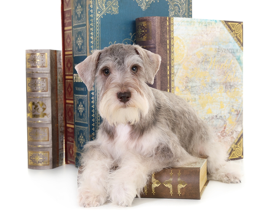 Available Puppies | Teddybear Schnoodles